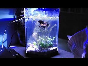 Aqueon Betta led light