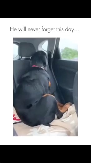 Cute Dogs Compilation: Adorable Moments Part 2