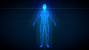 2 3D seamless looping videos in 1, male body front view - x-ray scan with organs and skeleton, healthcare illustration - 4K 60fps UHD animations | Premium Stock Video Footage