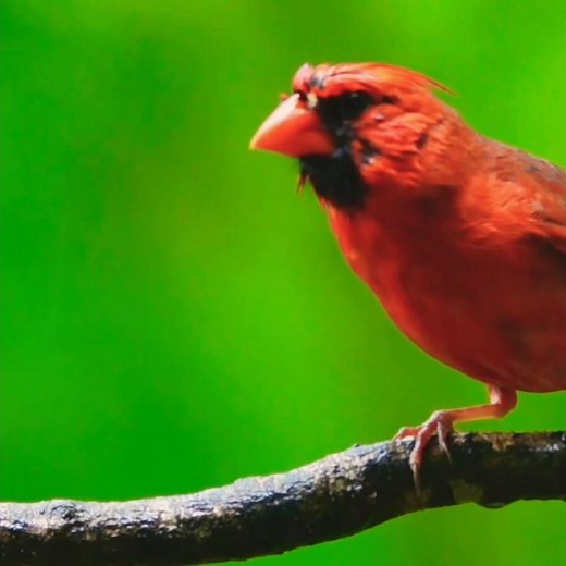 Red Cardinal bird call || Birds chirping sounds #shorts #birdssounds #cutebirds #cardinals, #ytshort