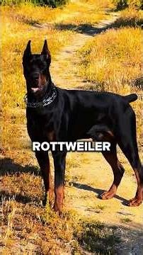 Top 3 most PROTECTIVE dog breeds ranked #dog