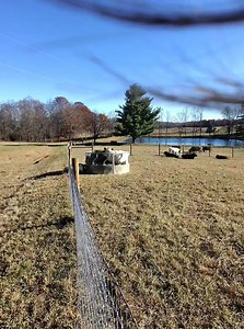 Someone trust the goats to much. #highlandcow #pygmygoats #farming #Stuck #panda video proves I need a haircut | High Cattle Ranch