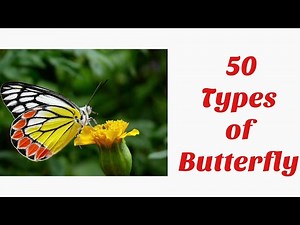 50 Types of Butterfly
