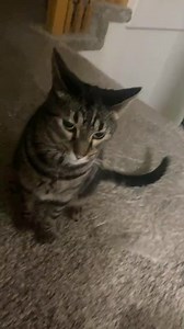 9.6K views · 307 reactions |  | Cat Addicted | Facebook