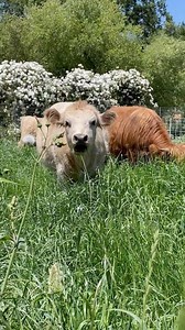 49K views · 10K reactions | All of us on Patina Farm have a job. We...