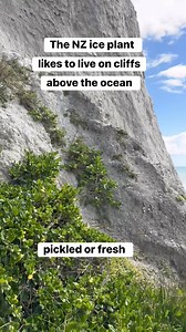 62K views · 1K reactions | New Zealand ice plant likes to live on cliffs above the ocean! 流 (Disphyma australe) #foraging #survival #Kai #traditional #gardening | Prepper Kiwi | Facebook