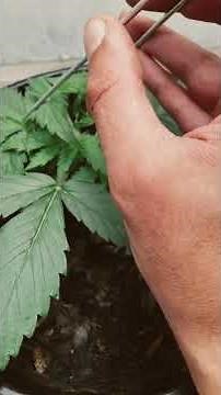 GG#4 autoflower day 18 low stress training #autoflower #lst #educational