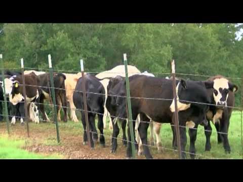 Video: Lightning strike kills 19 cows in Texas