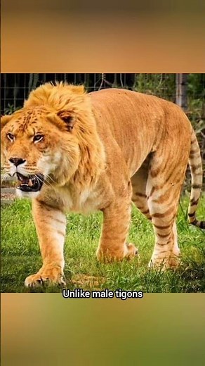 Tigon: Tiger + Lion Hybrid! 🐅🦁