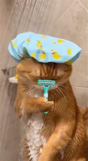 Opera Shower: The Cat Who Sings While Shaving