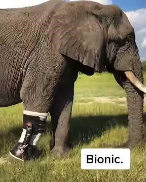 Some Bionic Pets patients