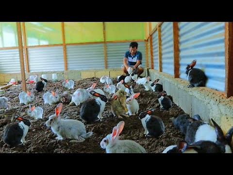 How Rabbit Farm Produces hundreds of rabbits - Modern Method in Raising Hundreds of Rabbits