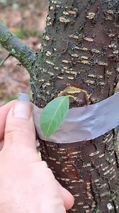 3.1M views · 15K reactions | How to Graft a Tree  #forest #tips #outdoors #survival #skills | Trap Three | Facebook