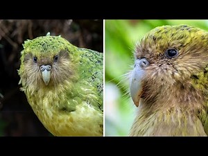 Kakapo 🦜 The Largest Parrot in the World!
