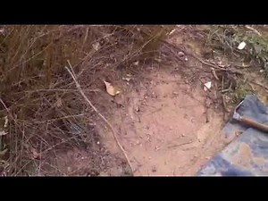 Fox trapping in Australia