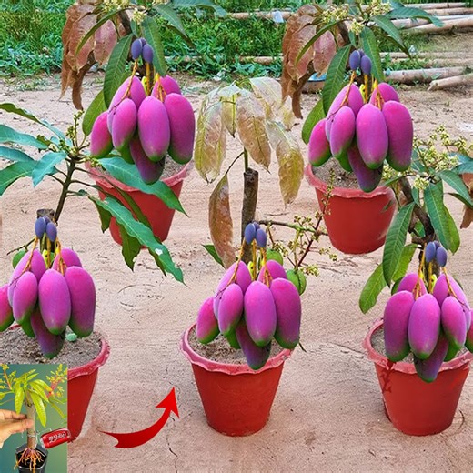 How to mango stone grafting __ Mango tree grafting Techniques Full success | Tree Gardens