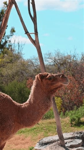 clip-3998273445-camel-head-side-view-natural-background