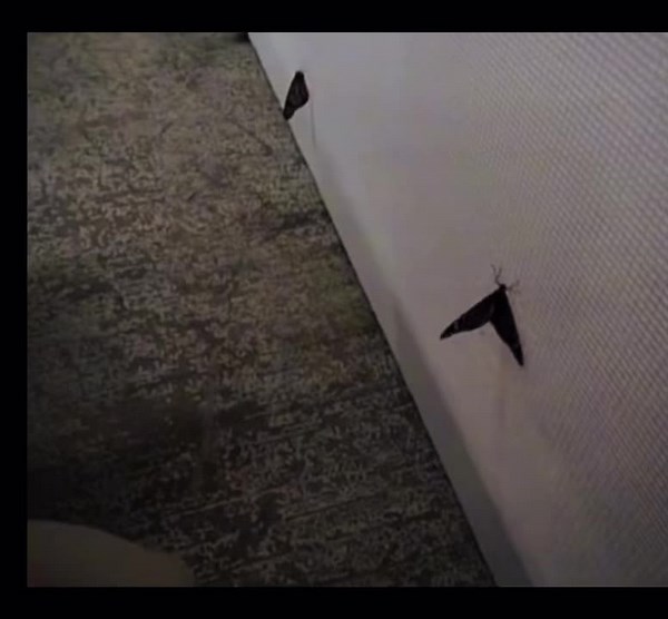 Poor kid nearly dues from a butterfly attack #butterflyattack