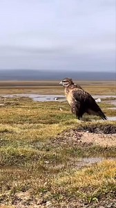 🐦#Birds #Nature #reelsvideo #Birdwatching #birdbrilliance #Birdphotography #birdlife #Birdcaptures #birding #可愛的動物 #Birdlovers #naturephotograph | LovelybirdsinChina