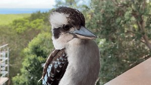 Australian native bird the Kookaburra with a natural background in 4k footage