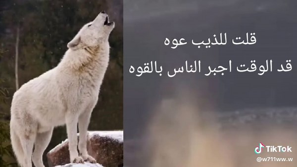 Captivating White Wolf Howling in Snowy Landscape