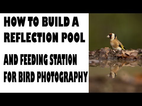 HOW TO BUILD A REFLECTION POOL AND FEEDING STATION FOR BIRD PHOTOGRAPHY