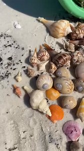 No words needed ! 🐚❤️🙌Looking to spend a SHELLtastic day of beach combing and collecting treasures from the sea … look no further we have exactly what you’re looking for. Join us this weekend on our Shared 🐚Tours🐚❤️ 🐚 Please book online : www.treasureseekersshelltours.com 🐚 Only Collect Empty Shells 🐚 #bucketdump #colorful #sealife #seashellsofinstagram #instagood #ig #shellmarcoisland #shellkiceisland ##swfl #reels #reelsviral #reelsvideo❤️ #reelsviral #reelsviralvideo❤️❤️❤️❤️ #shoregood