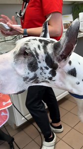 199K views · 2.4K reactions | Not sure if he went to the vet or is about to DJ a party ʕʘ̅͜ʘ̅ʔ #greatdane #doglovers | LoveMargot | Facebook