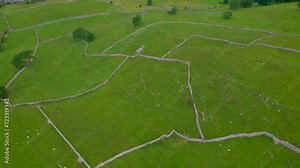 AERIAL: Beautiful patchwork pattern of dry stone wall demarcating green pastures. Flocks of sheep grazing on meadows in an idyllic rolling countryside of picturesque Yorkshire Dales National Park.