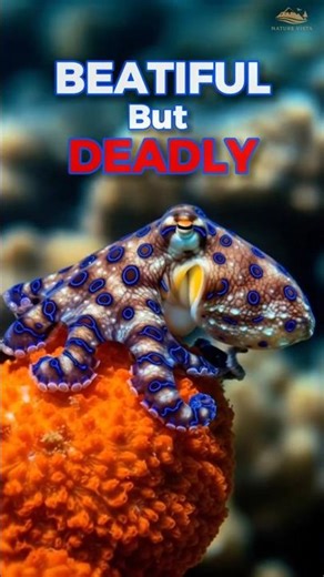 The Ocean’s Prettiest Warning Signal