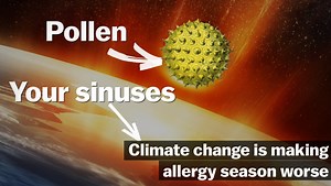 270K views · 264 reactions | It's not just you: Allergy season is getting longer and pollen levels are getting higher. Blame climate change. | Vox | Facebook