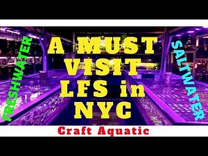 A MUST VISIT LFS IN NYC, SALTWATER AND FRESHWATER (MANHATTAN AQUARIUMS TOUR 2020)