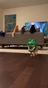 4.3K views · 62 reactions | Funny Chihuahua & Cane Corso dog  #funny #dog #animal #funny #funnyvideos  100% AI-generated video. Original story created for fun and family entertainment. All scenes are fictional.  No reuploads. #AIvideo #AIfunny #AIanimals #AIfamily #DigitalArt #AIreel #AImagic | Funny M365 | Facebook