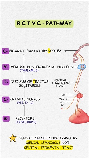 Gustatory Pathway Made Easy | Best Mnemonic Trick to Remember Taste Pathway