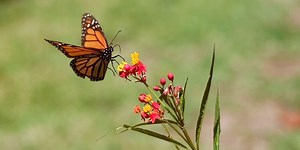 The Monarch Butterfly’s Migration | Was It Designed?