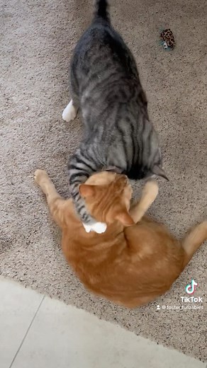 💥 🥊 🐾 #WWE #WWERaw #weesmackdown #wwecats #wwecatfight #wrestlingcat #pawsome #Siblings #allinfun #smackdown #instagram #watchthis #catsofinstagram #furbabies | Furbabies