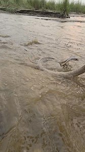 Water Banded Krait Snake vs Cobra. Please follow me. 🐍🌹❤️🇮🇳. #highlightseveryone | Mobarak Snakesaver