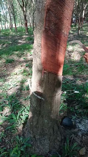 #เปิดหน้ายางพันธ์ุ600 #reels #เปิดค่าการมองเห็น #AI ดันขึ้นฟีด | Lamai Chalauysaeng