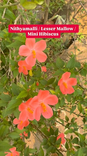 Nithyamalli from Mandapeta to USA with perfect documentation. Don’t take import documentation easily while bringing seeds into USA | Vallem Vaari Farms