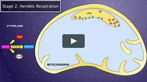 Cellular Respiration