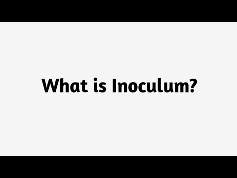 What is Inoculum ?