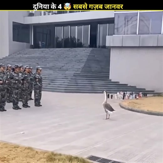 जानवरों के Funny कारनामें देखकर 🤯 हंसी नहीं रोक पाओगे 😂 | #shorts #viral #animals #comedy #funny