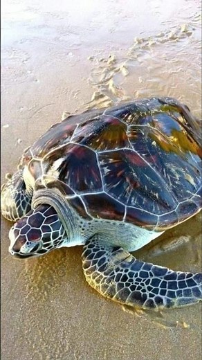 5 Amazing Facts About Loggerhead Turtles #Shorts #Caretta #SeaTurtle
