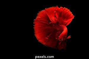 Fancy Background Photos, Download The BEST Free Fancy Background Stock Photos & HD Images