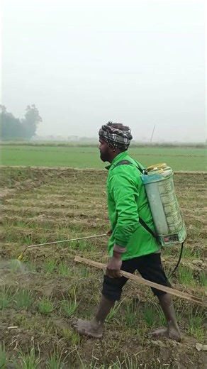 onion cultivation #onion #crop #cultivation #spray #spraypump #farmer #nursery #farming #farmlife