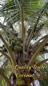 42K views · 477 reactions | Benefits of NAA for Coconut : 1....