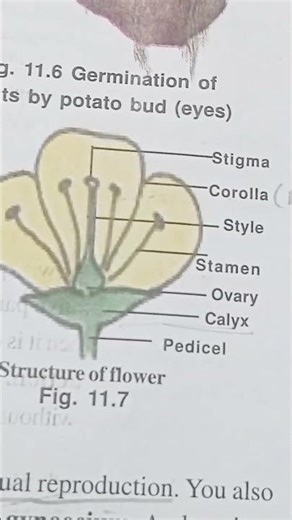 labelled diagram of any flower