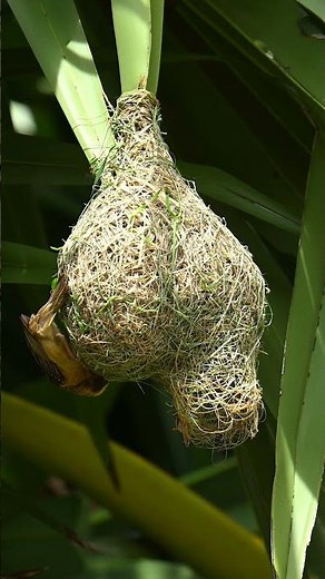 Weaver Bird NEST BUILDING Secrets Revealed! 58#viralshort #birds