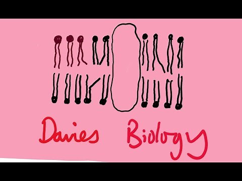 1.4 Enzyme Activity- A Colorimetric Method