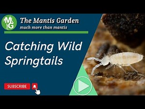 Catching Wild Springtails